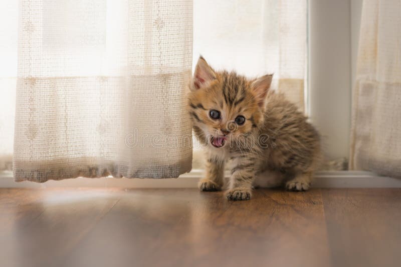 Cute kitten in home stock photo. Image of lying, animal - 106939412