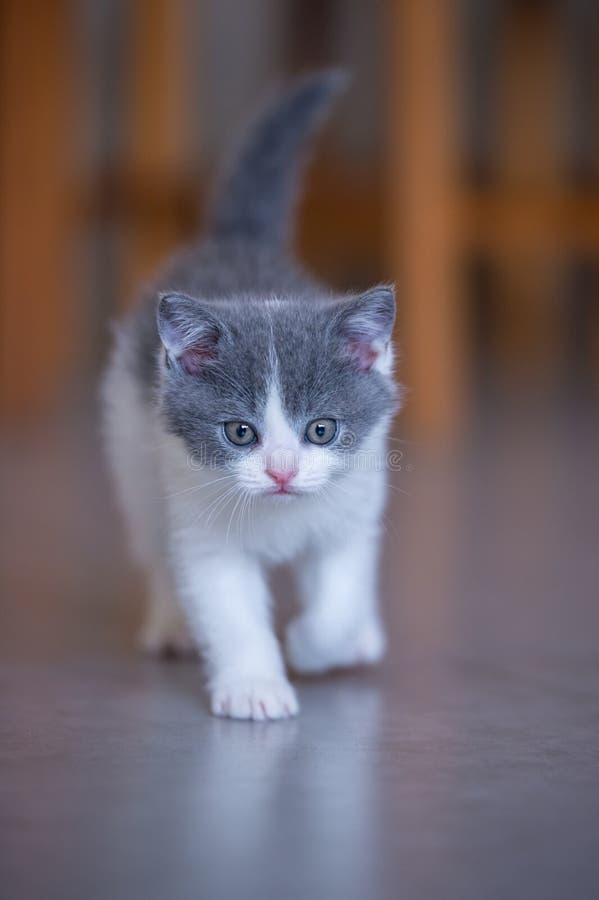Cute Kitten, Indoor Shooting Stock Image - Image of kitten, interesting ...