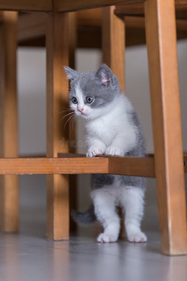 Cute Kitten, Indoor Shooting Stock Photo - Image of interesting, health ...