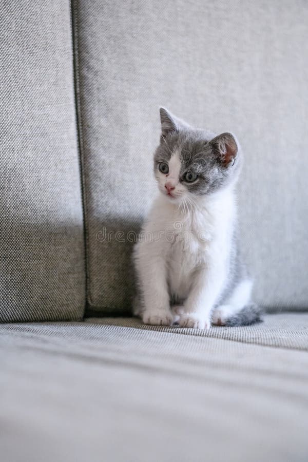 Cute Kitten, Indoor Shooting Stock Image - Image of health, kitten ...