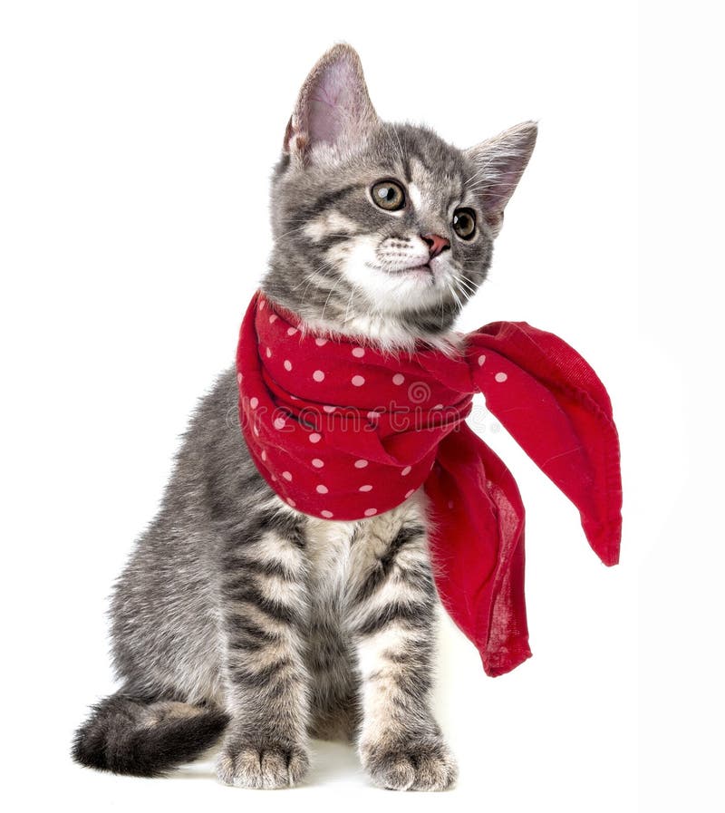 Cute kitten stock image. Image of isolated, love, portrait - 43043325