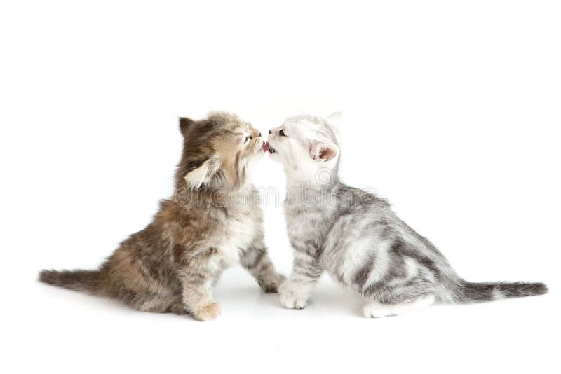 Cute Kitten kissing stock photo. Image of kitty, cuddly - 64381266