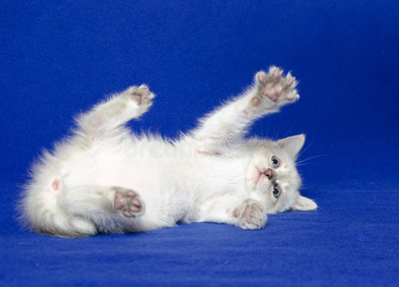 Cute kitten laying down stock photo. Image of laying - 20686762