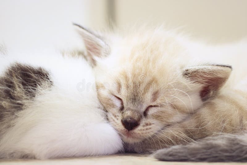 Newborn Sleeping British Baby Cat Stock Image - Image of kitten ...