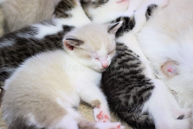 Cute Kitten Little Baby Cat is Sleeping Stock Photo - Image of home ...