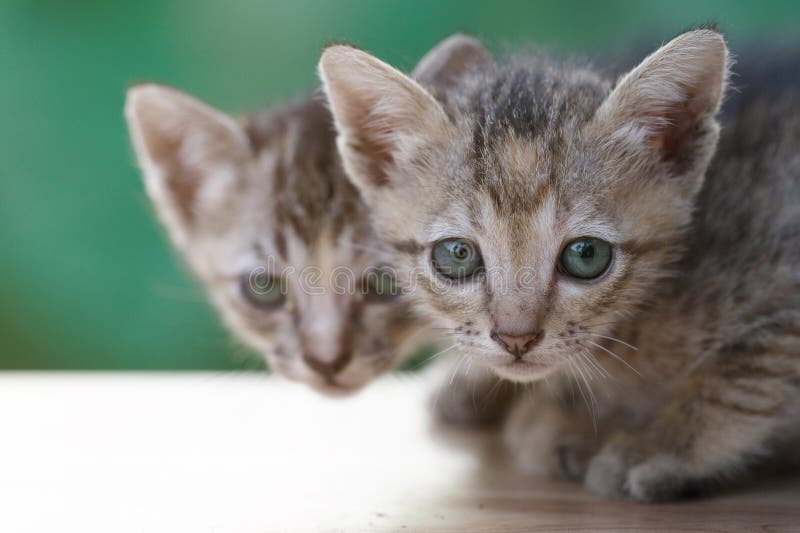 Cute kitten stock photo. Image of home, mammal, adorable - 133031290