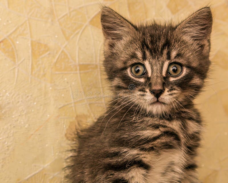 Cute Kitten Looking at the Camera. Stock Photo - Image of pedigreed ...