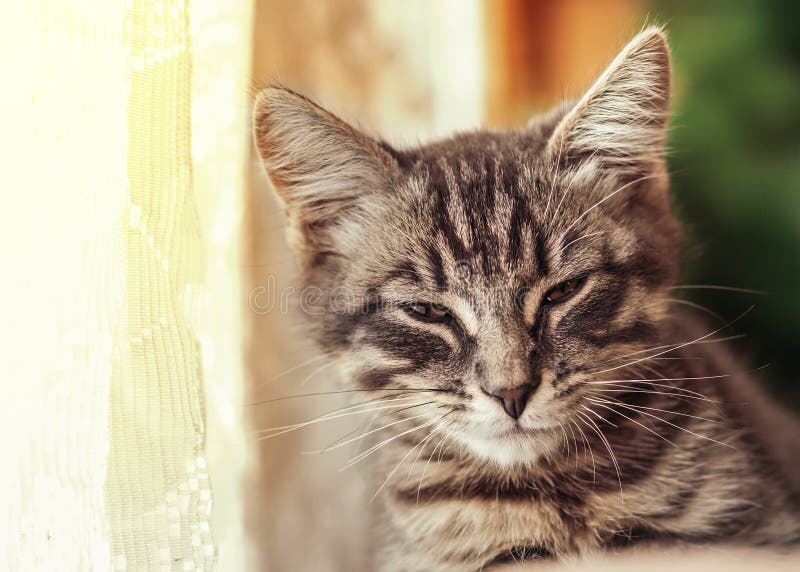 Cute Kitten Looking at the Camera. Stock Photo - Image of pretty ...