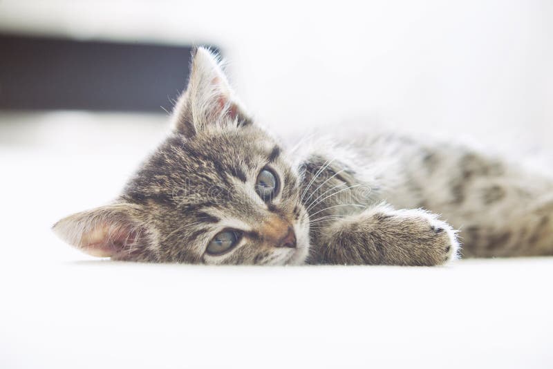 Cute Kitten Looking at Camera Stock Photo - Image of feline, kitten ...