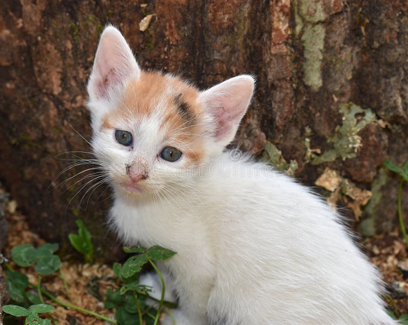 Cute kitten looking sad stock photo. Image of nature - 238570410