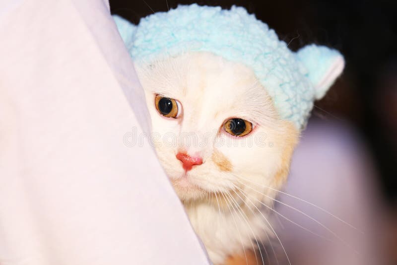 Kitten in arms stock image. Image of feline, beautiful - 176022049