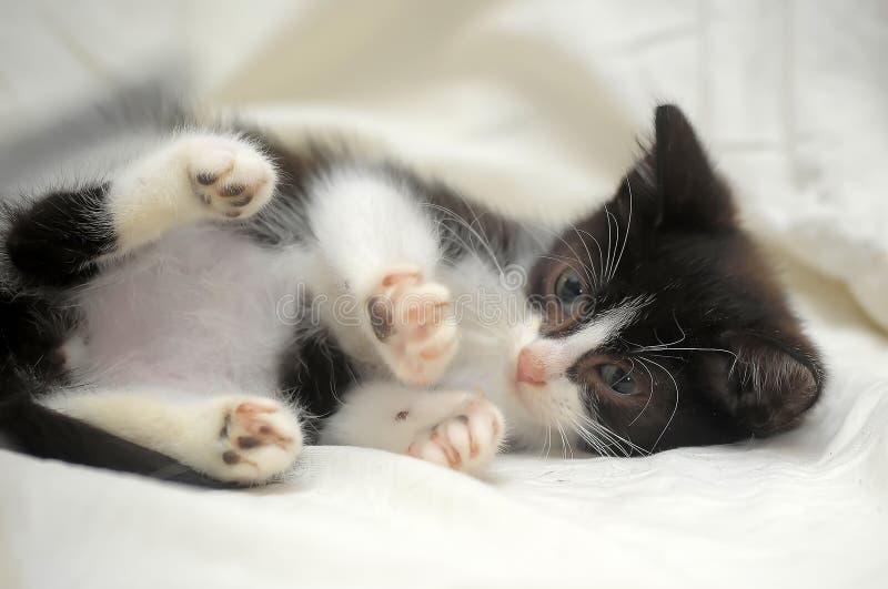 Cute kitten lying stock photo. Image of baby, surprise - 42676340