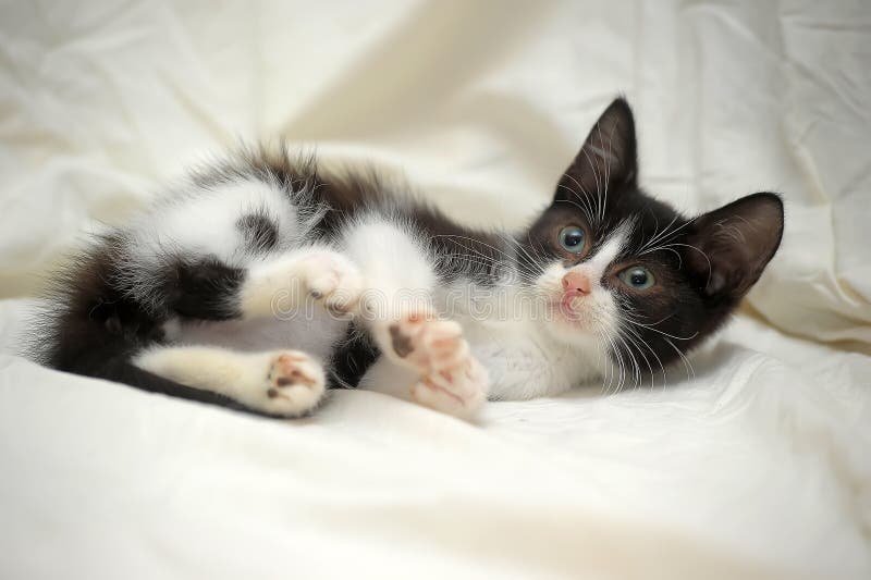 Cute kitten lying stock photo. Image of baby, pretty - 42676430