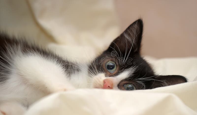 Cute kitten lying stock photo. Image of nails, nose, beautiful - 42676736