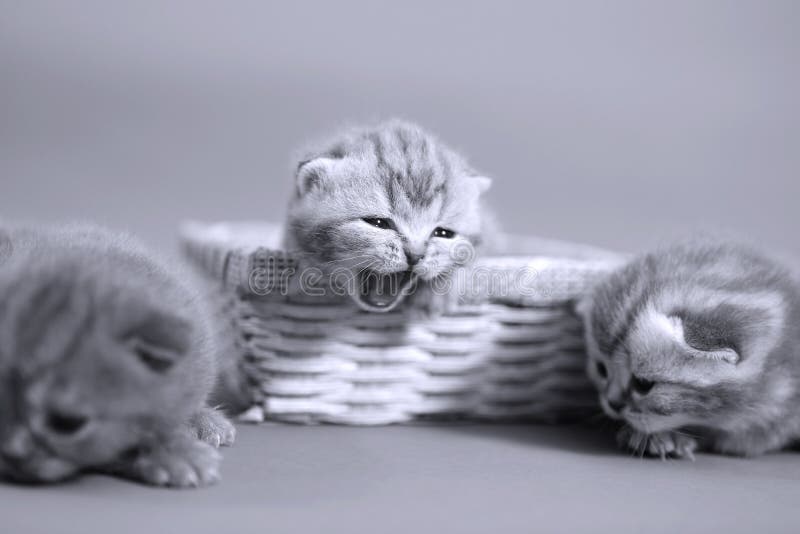 Cute kitten meowing stock image. Image of kitten, basket - 54625915