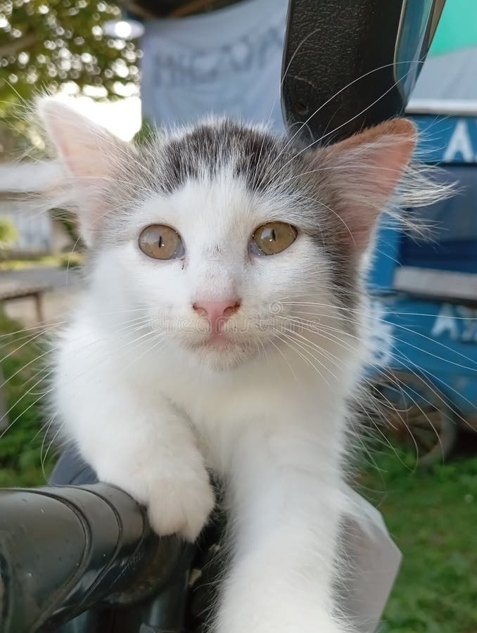 Cute Kitten on the Motorcycle Stock Photo - Image of cycle, motorcycle ...