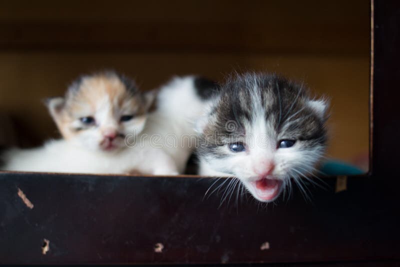 Cute kitten stock image. Image of brown, family, baby - 193163447