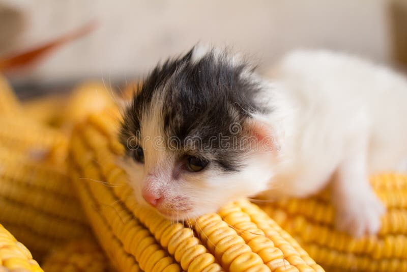 Cute kitten stock photo. Image of animal, farm, endangered - 193163456