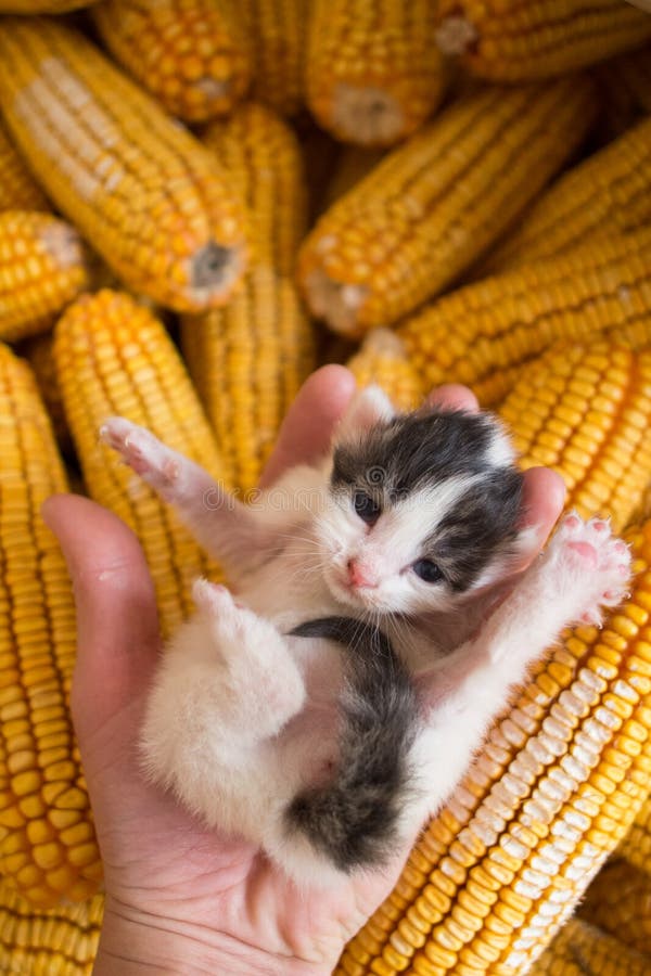 Cute kitten stock photo. Image of macaque, cage, cute - 193163466