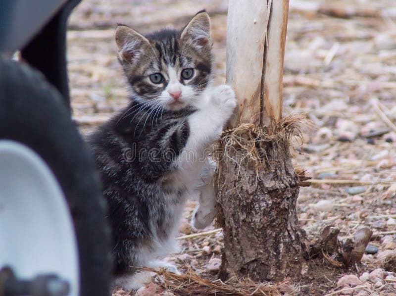 Cute kitten stock image. Image of peace, feline, white - 168635579