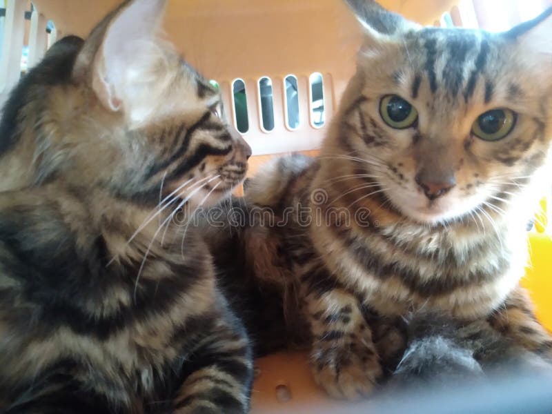 So Cute kitten stock photo. Image of carnivore, wildcat - 340717058