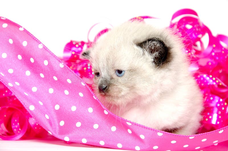 Cute Kitten and Pink Ribbon Stock Photo - Image of kitten, feline: 20075014