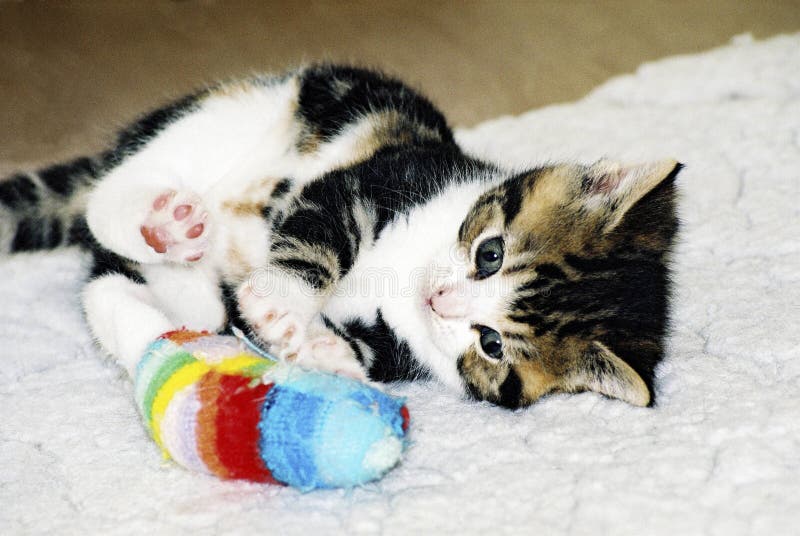 Cute kitten playing stock image. Image of active, fluffy - 1772841