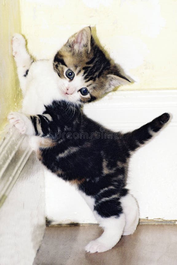 Cute kitten playing stock image. Image of adorable, play - 1799375