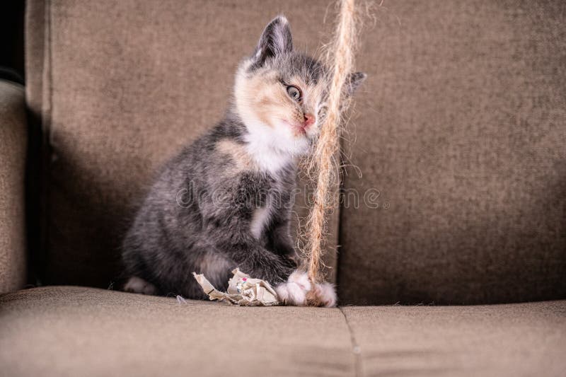 Cute Kitten Playing with Paper on a String.. Stock Image - Image of ...