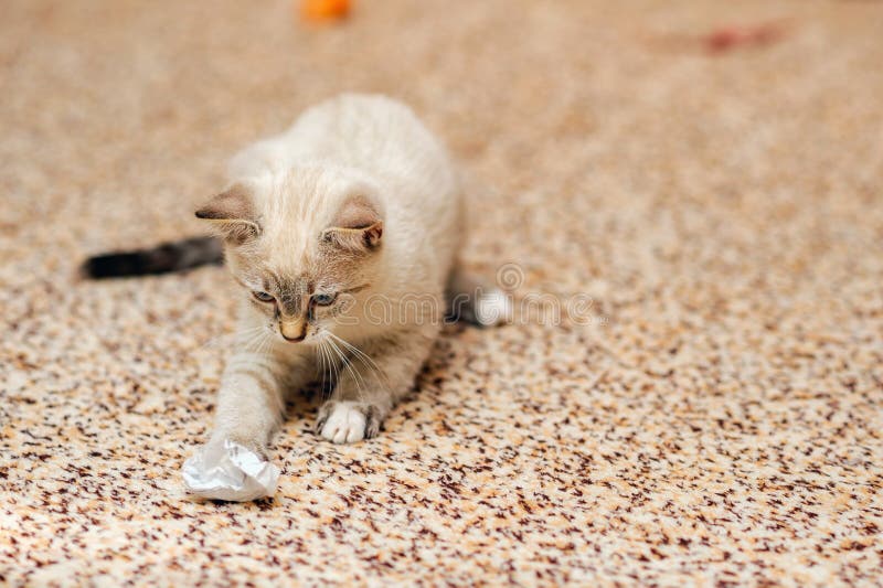 Kitten Playing with a Piece of Paper Stock Photo - Image of cute ...
