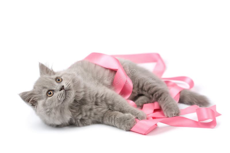 Cute Kitten Playing with Pink Ribbon Isolated Stock Photo - Image of ...