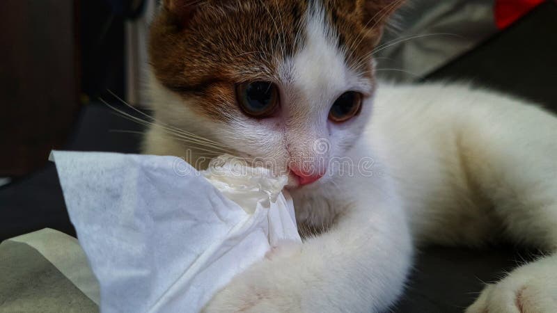 A Cute Kitten is Playing with Tissue at Home Stock Photo - Image of ...