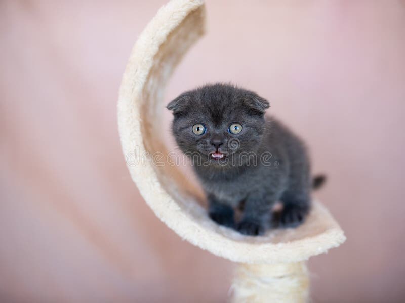 Cute Kitten Portrait. British Shorthair Cat. Sad, Crying Expression ...