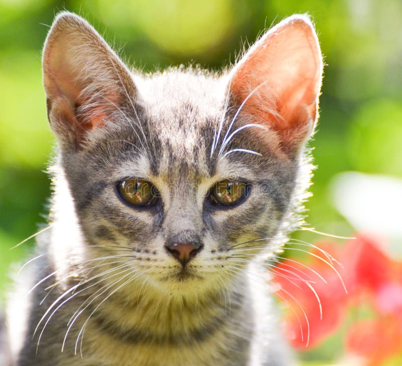 Cute kitten portrait stock image. Image of looking, adoption - 151713511