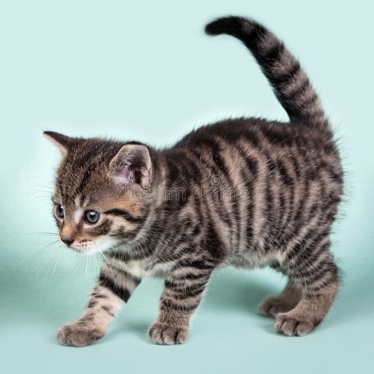 A Cute Kitten Prancing Curiosly Stock Photo - Image of backround ...