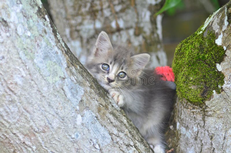Kitten at rest stock image. Image of stray, white, resting - 58406867
