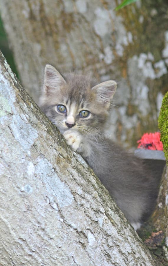 Cute Kitten Rest on the Tree and Look at Camera Stock Photo - Image of ...