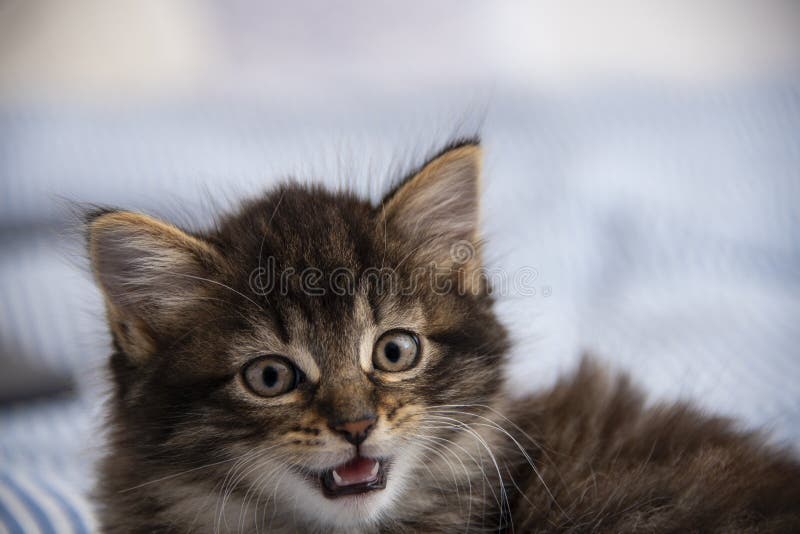 Kitten resting in a bed stock image. Image of healthy - 249957149