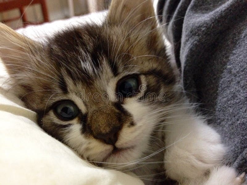 Cute kitten resting stock photo. Image of details, ngorgeous - 106917954