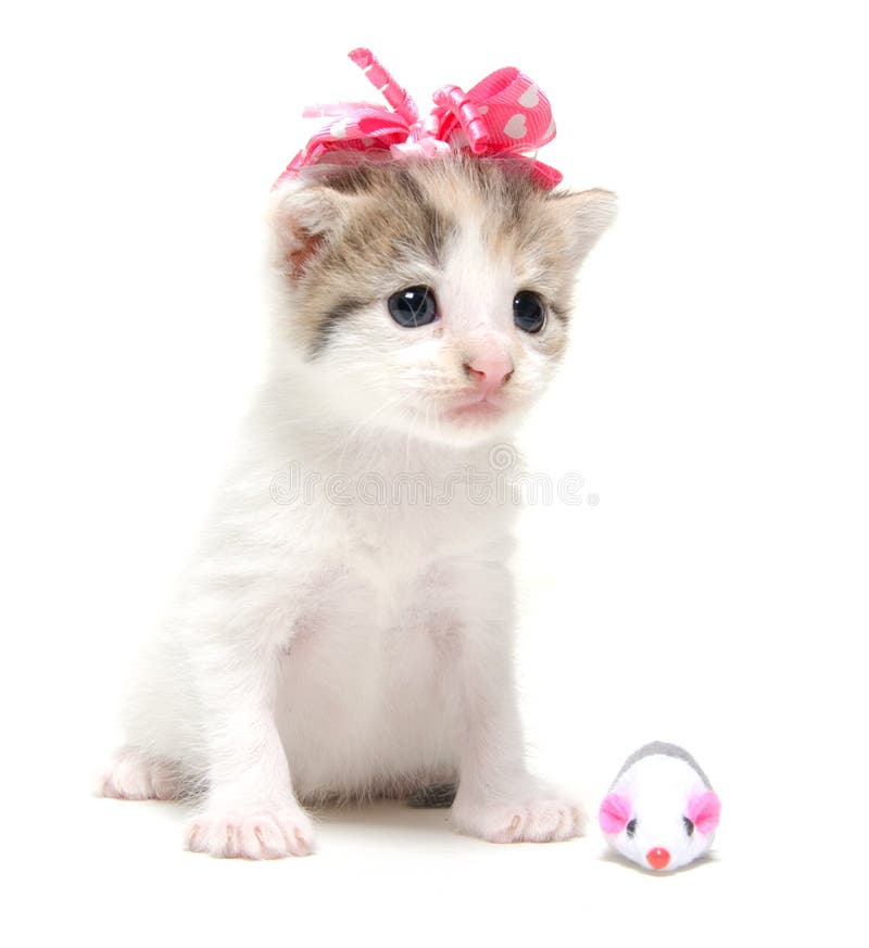 442 Cute Kitten Pink Ribbon Stock Photos - Free & Royalty-Free Stock ...