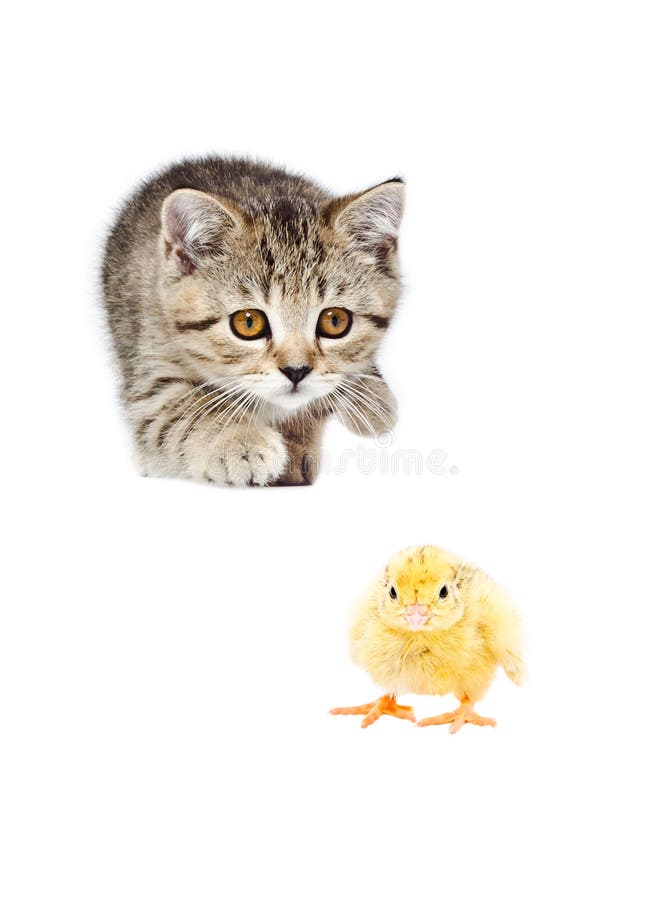Adorable Little Chick and Kitten Looking at Each Other Stock Photo ...