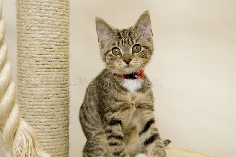 Kitten stock photo. Image of shot, lovable, furry, cute - 114968278