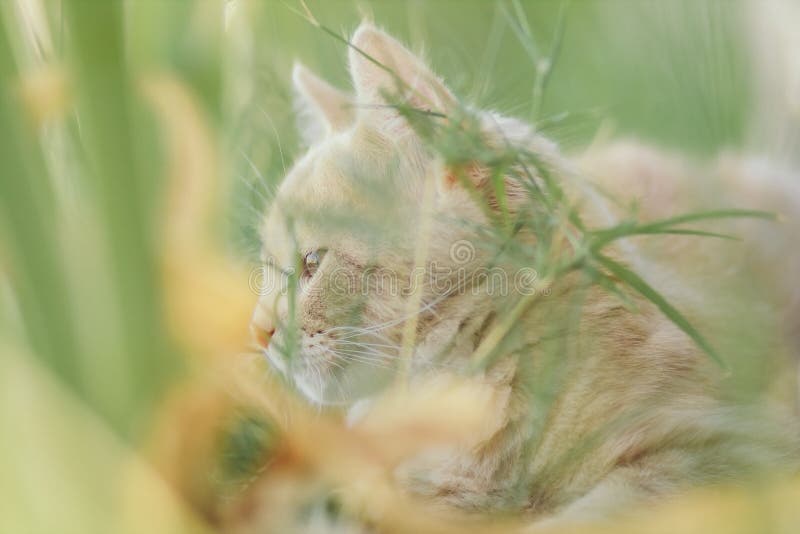 Cute Kitten Dans Les Bras Dune Fille Un Chat Au Gingembre Prend La