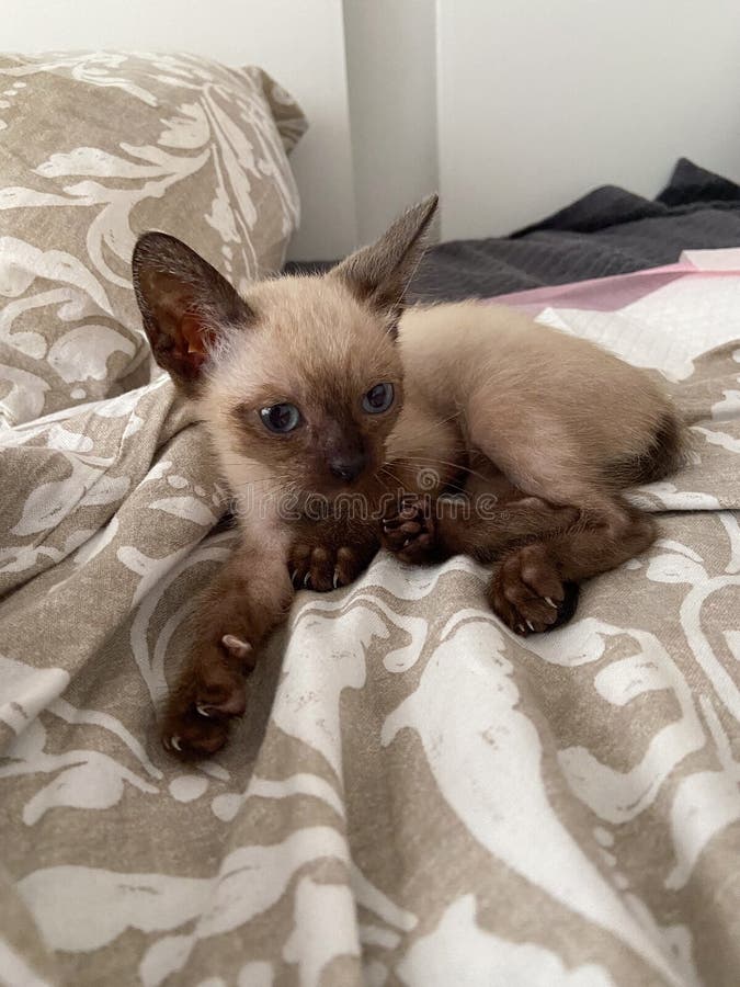 Cute Kitten Siamese Cat at Home. Pet Concept Stock Image - Image of ...