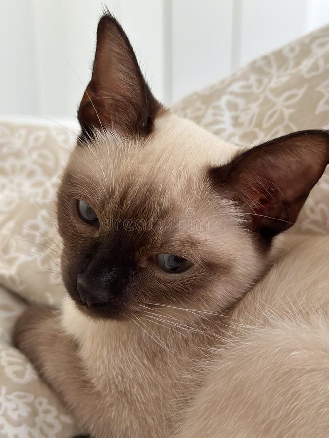 Cute Kitten Siamese Cat at Home. Pet Concept Stock Photo - Image of ...