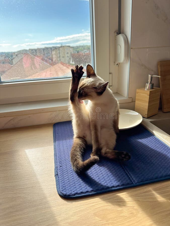 Cute Kitten Siamese Cat at Home. Pet Concept Stock Photo - Image of ...