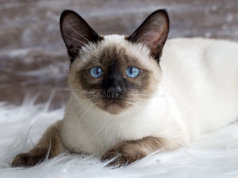 Cute Kitten Siamese Cat Indoor Stock Photo - Image of staring, animals ...