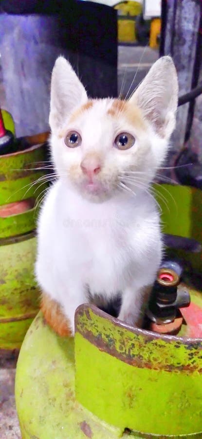 Cute Kitten Sitting on the Porch of the House Stock Photo - Image of ...