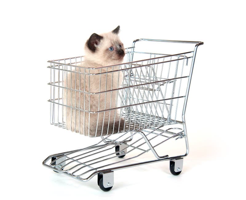 Cute Kitten Sitting Shopping Cart Stock Photos - Free & Royalty-Free ...