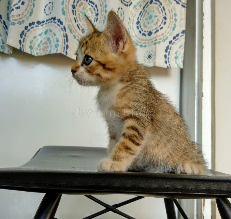A Cute Kitten Sitting on a Table Stock Image - Image of carnivore ...